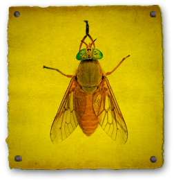 How to Control Deer Flies | Black Flag