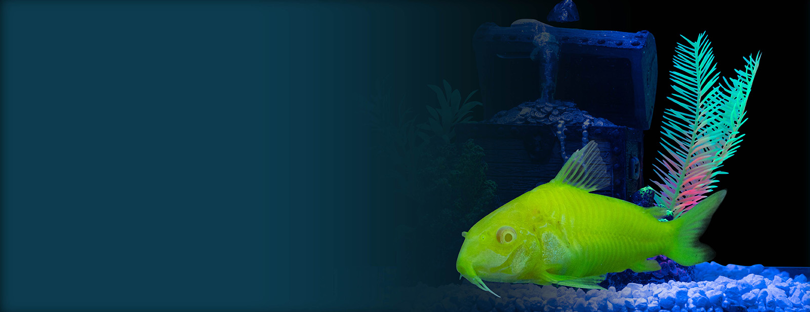 Cory | GloFish®