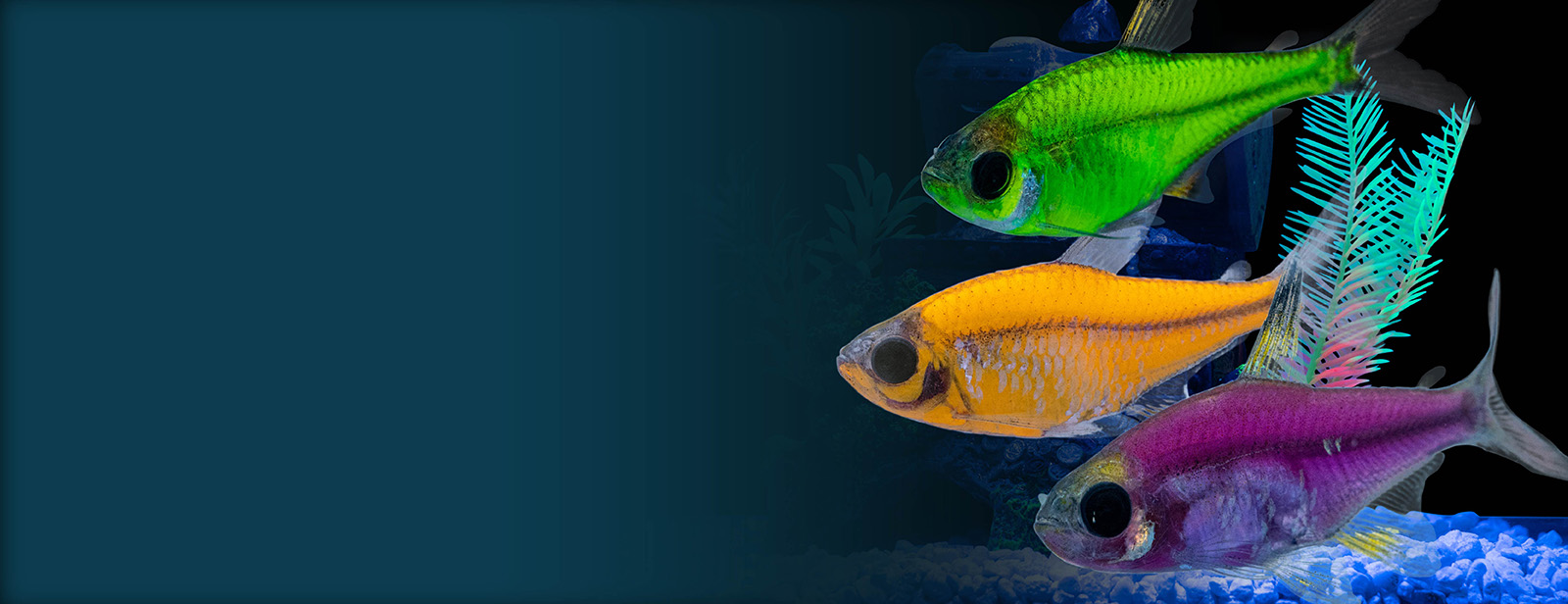 Pristella | GloFish®