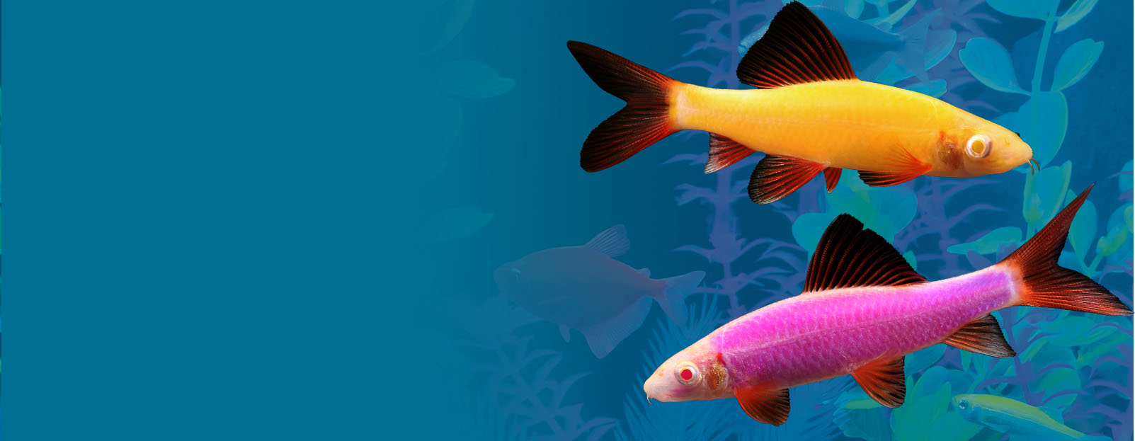 Sharks | GloFish®