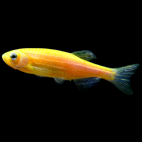 Sunburst Orange Danio | GloFish®
