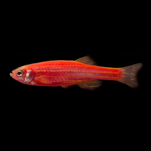 Starfire Red Danio | GloFish®